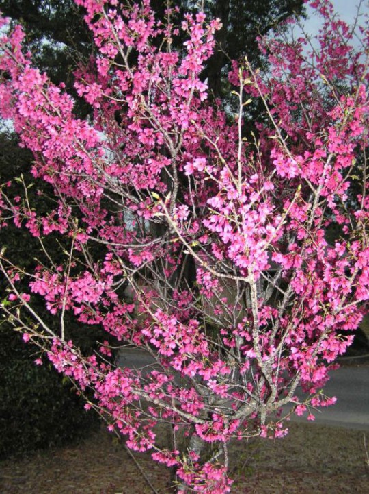 Weekend Gardening: Early Flowering Trees Are Ushering In Spring ...