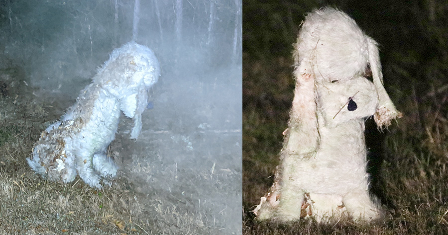 OK. That’s Weird. And Kind Of Creepy. And It’s Going Viral ...