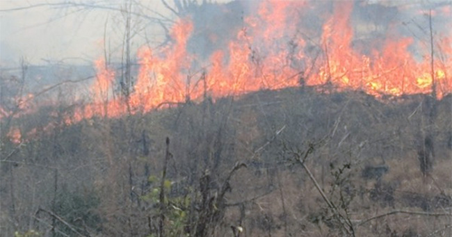 Firefighters Battle Woods Fire North Of Flomaton : NorthEscambia.com