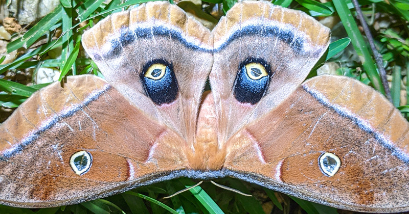Look At Those Eyes! Check Out Moth Watching. : NorthEscambia.com