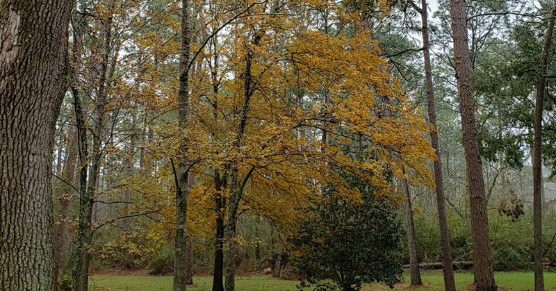 Florida Forest Service: The Trials And Joys Of Trees : NorthEscambia.com