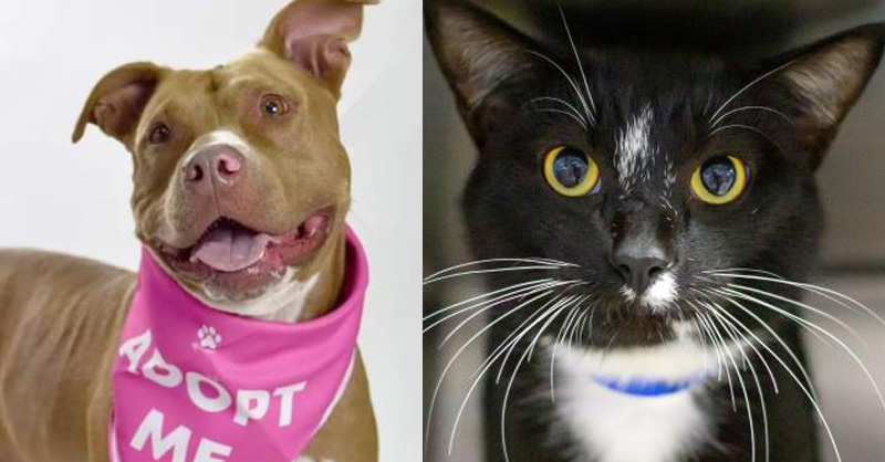 Escambia Animal Shelter Is Full, And They Are Offering Reduced Adoption ...