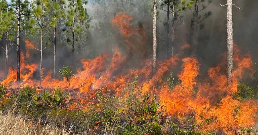 Forest Service Issues Words Of Warning About Outdoor Burning ...