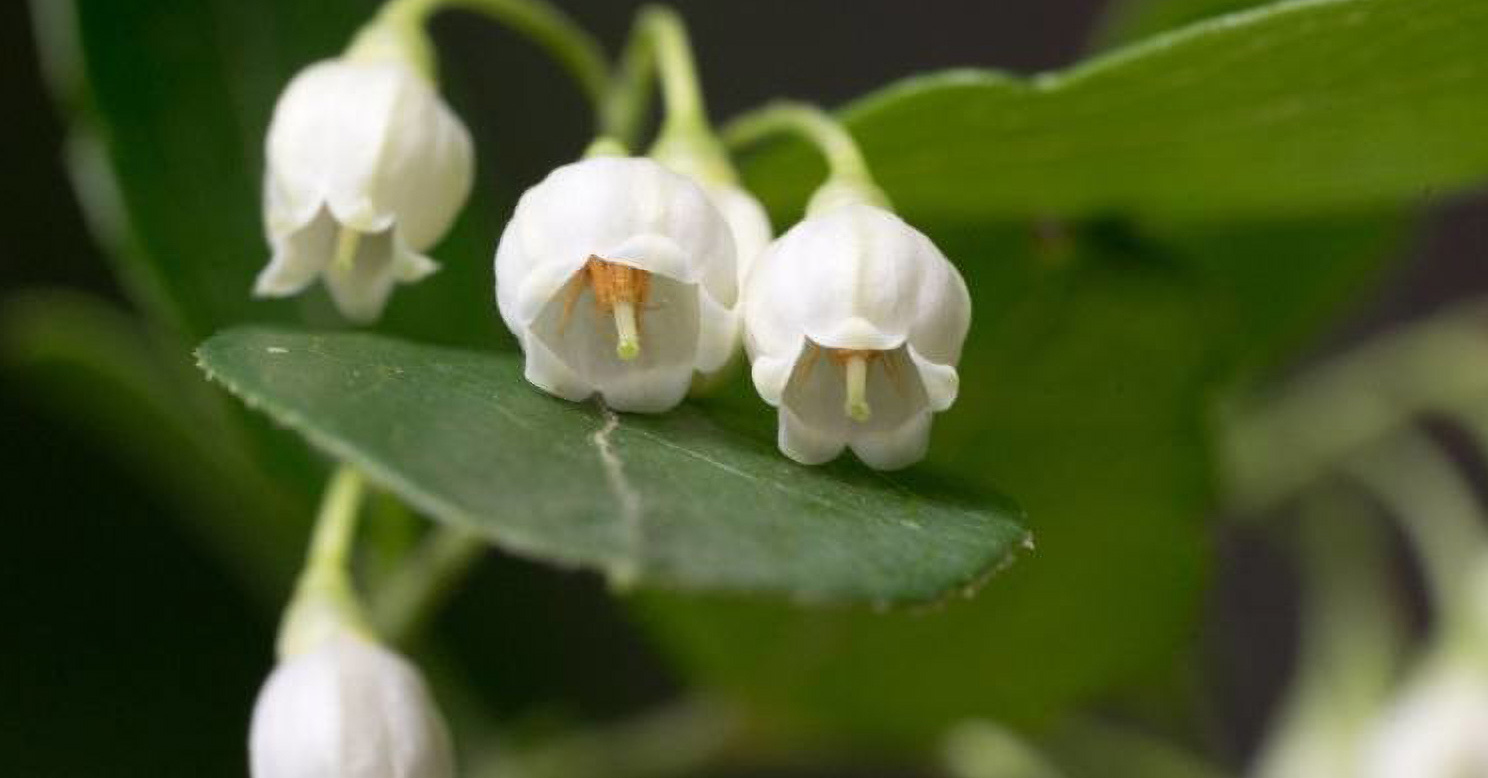 So What’s A Sparkleberry, Besides FPL’s New Molino Solar Farm ...
