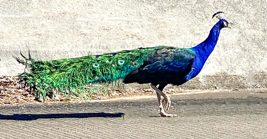 Yep. That Was a Peacock On The Highway 4 Escambia River Bridge ...