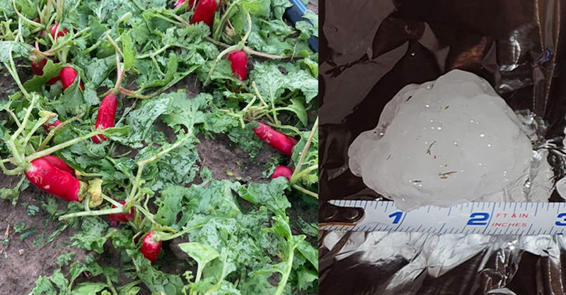 Rare Supersized Hail Destroys Crops At Local Vegetable Farm ...