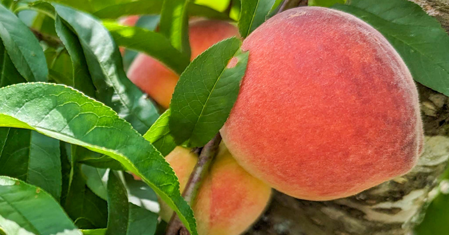 Freeze Takes A Big Toll On Walnut Hill Farm’s Peach Crop (With Gallery ...