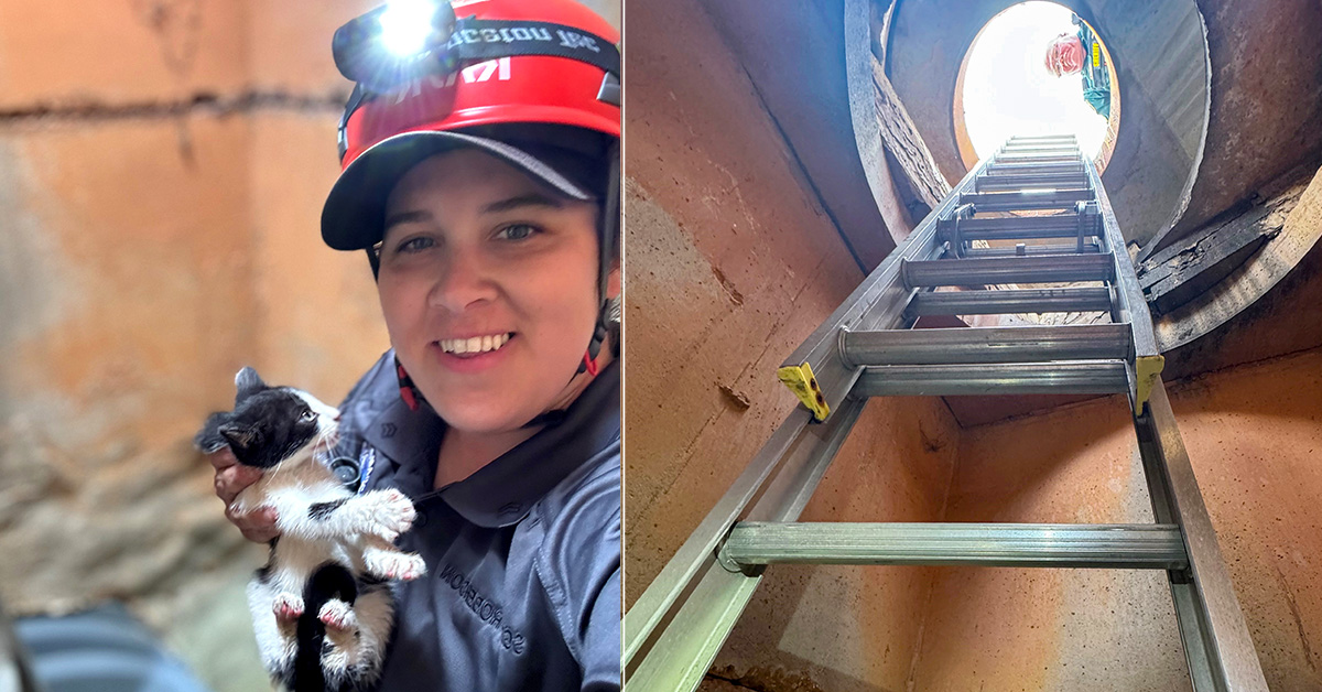 Kitten Rescued From Drainage Pipe : NorthEscambia.com