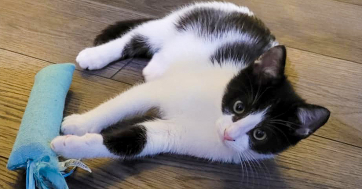 Christmas With ‘Pipes’ The Kitten Rescued From A Drainage Pipe ...