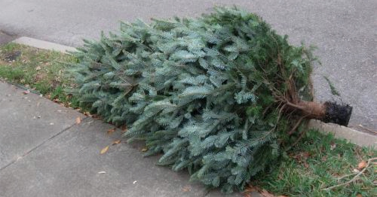 Need To Get Rid Of Your Christmas Tree? Recycle It For Free ...