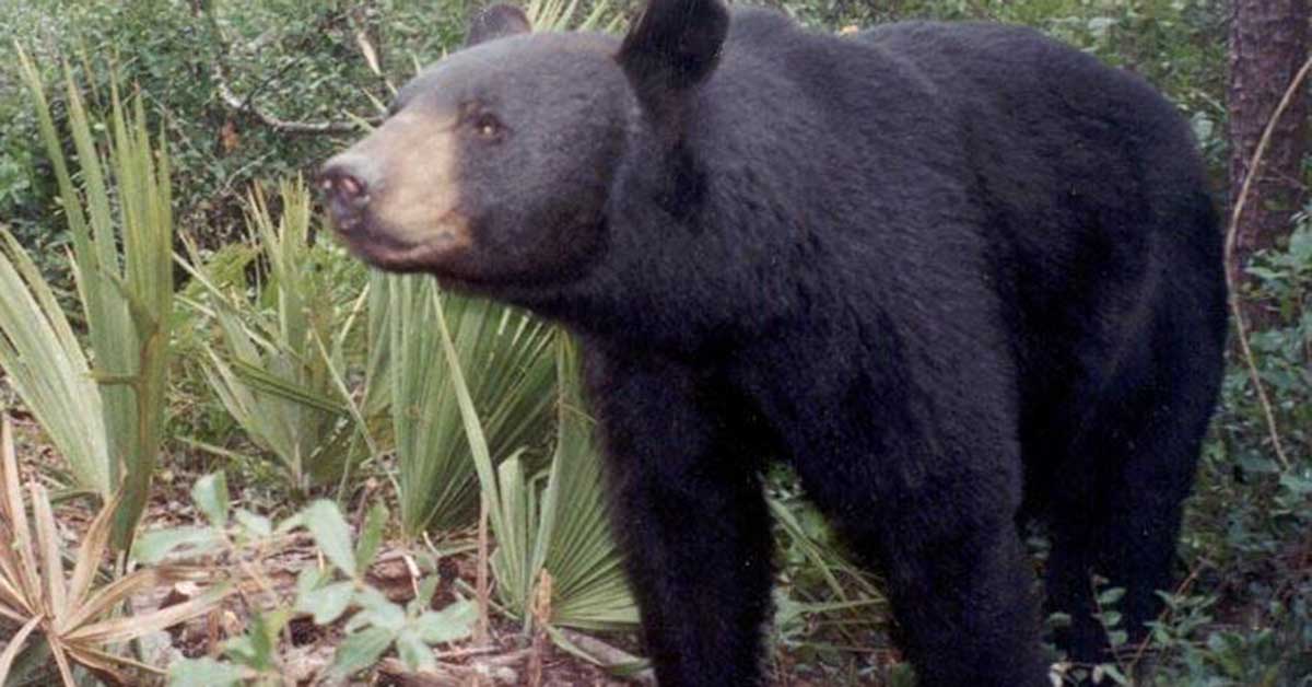 FWC Give Final Approval For Florida Black Bear Hunt (But Not In ...