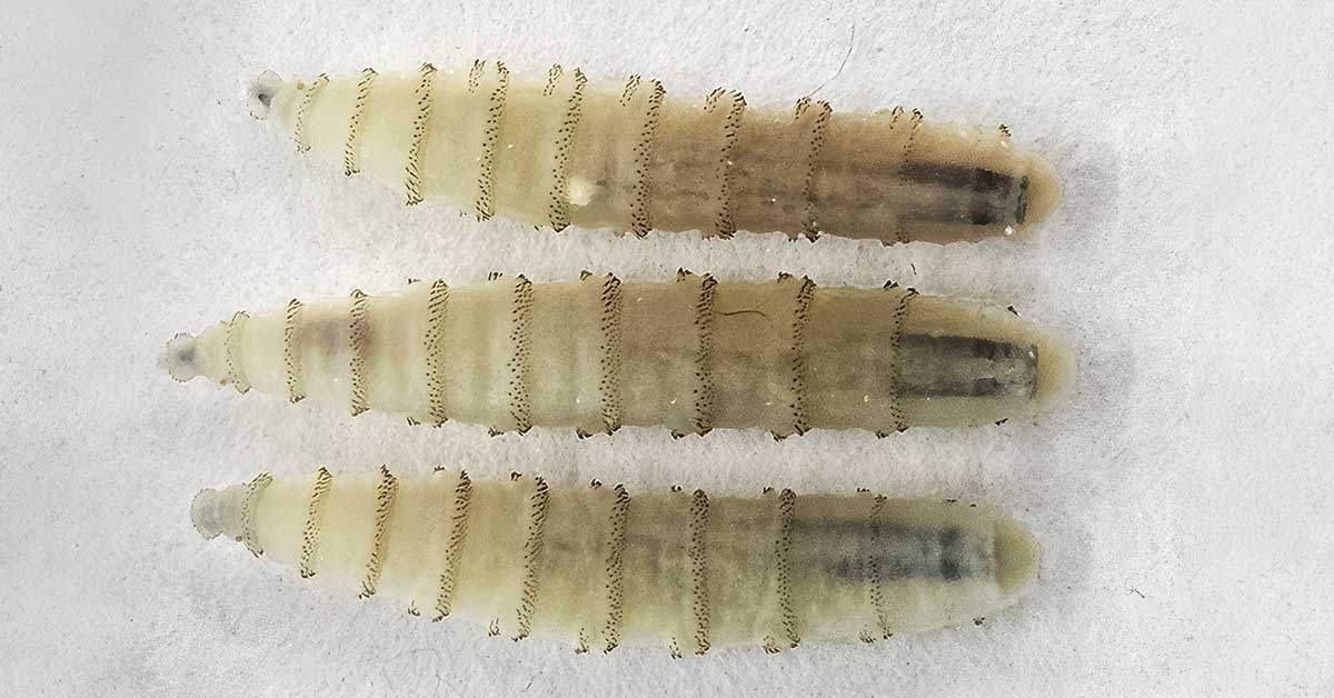 Florida Strengthens And Extends Screwworm Emergency Rule ...